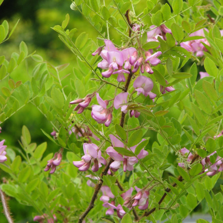 Graines de Robinia hispida var. fertilis