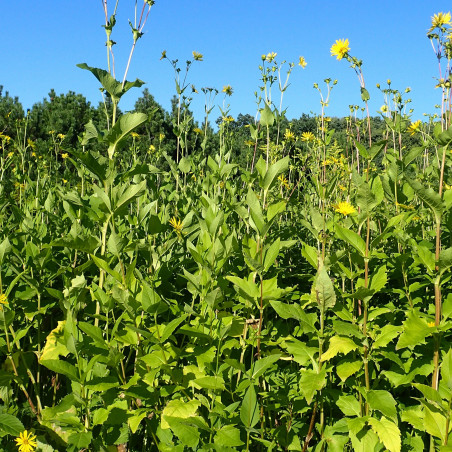 Graine de Silphie perfoliée - Semences de Silphium perfoliatum