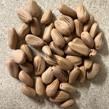 Graines de Pin pignon - Semences de Pinus Pinea