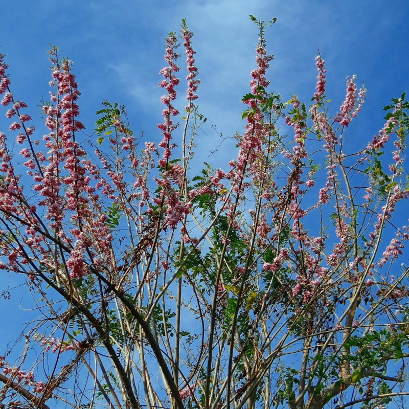 Graines de Madre de Cacao - Semences de Gliricidia sepium