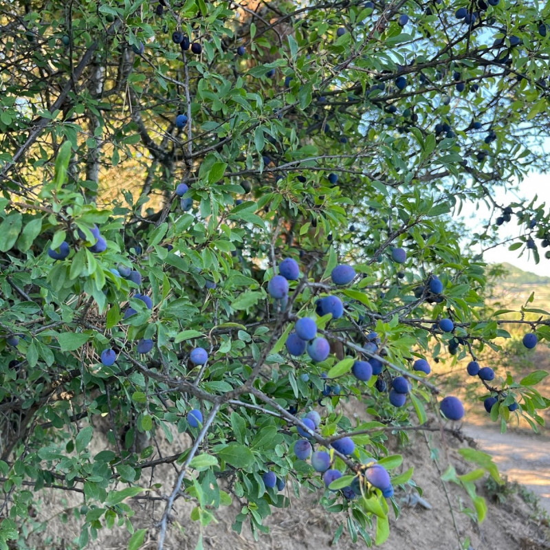 Graines de Prunellier Sauvage - Semences de Prunus spinosa - Végétal local