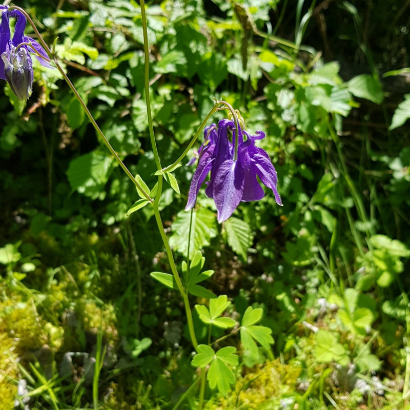 Graines d'Ancolie commune - Semences de Aquilegia vulgaris - Provenance ...