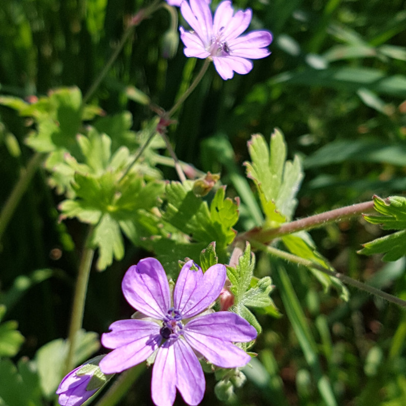 Graines de Géranium des Pyrénées - Semences de Geranium pyrenaicum
