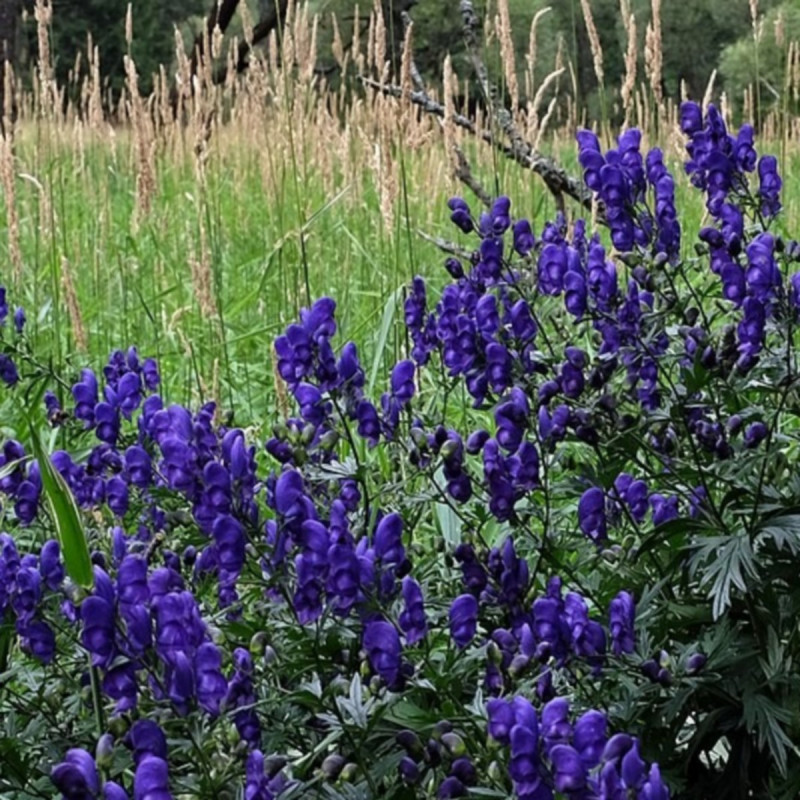 Graines d'Aconit napel - Semences d'Aconitum napellus - Provenance Massif Central