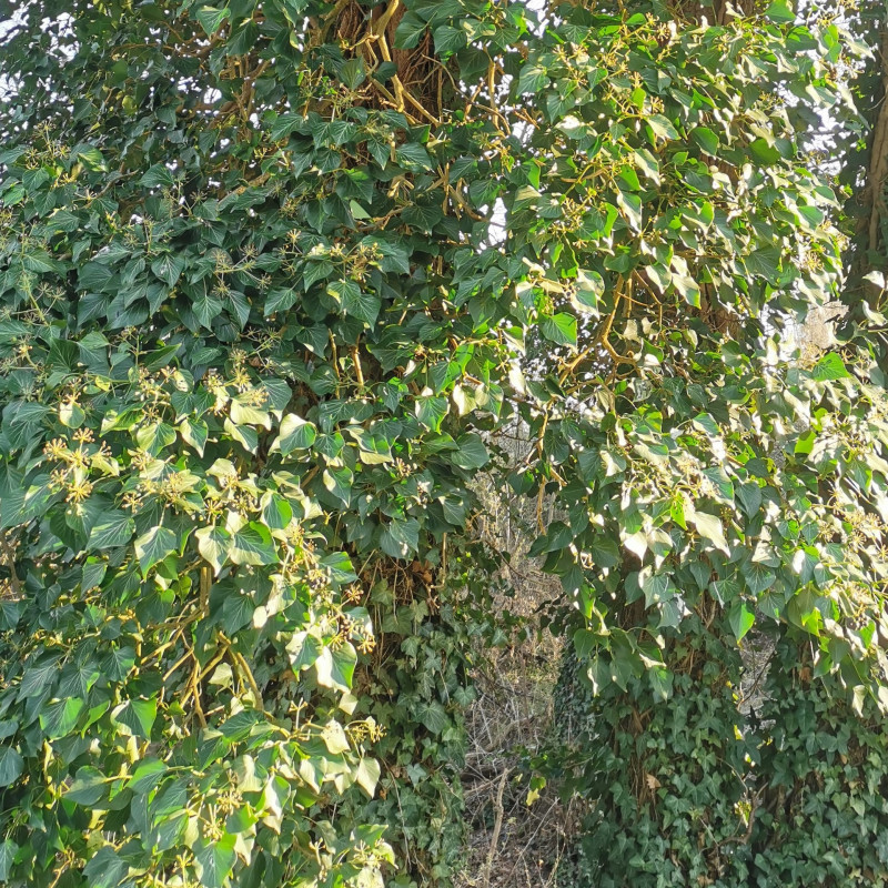 Graines de Lierre commun - Semences de Hedera helix