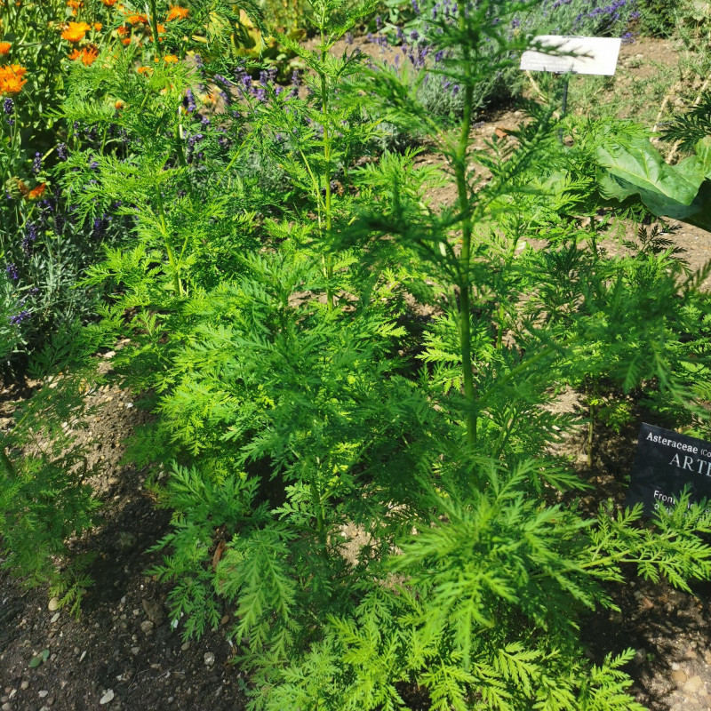 Graines d'Artemisia annua - Semences d'Armoise annuelle - Plante annuelle