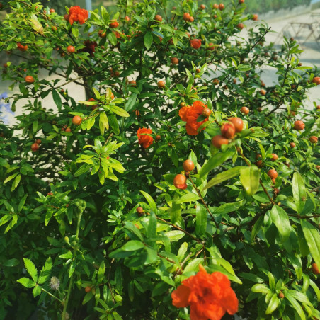 Graines de Grenadier commun - Semences de Punica granatum