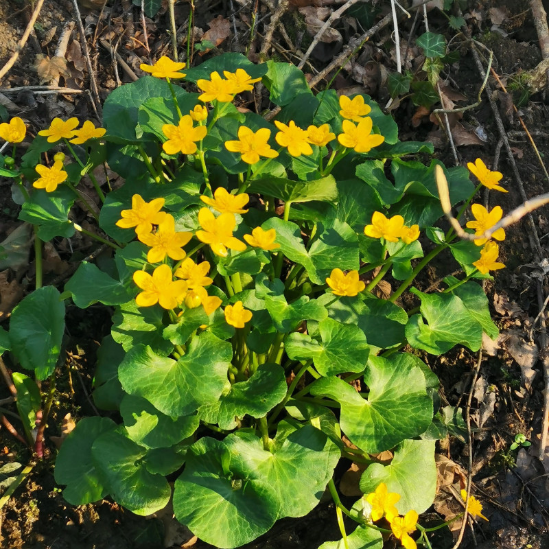 Graines de Caltha palustris - Végétal local Massif Central