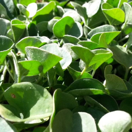 Graines de Dichondra rampant - Semences de Dichondra repens