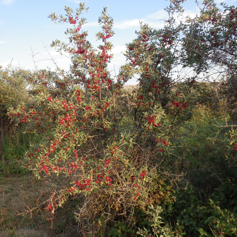 Graines de Shépherdie argentée - Semences de Shepherdia argentea