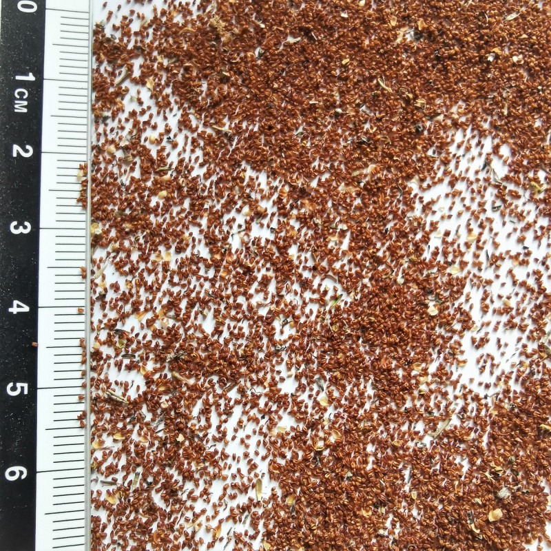 Graines de Bruyère à balais - Vente en ligne Semences d'Erica scoparia