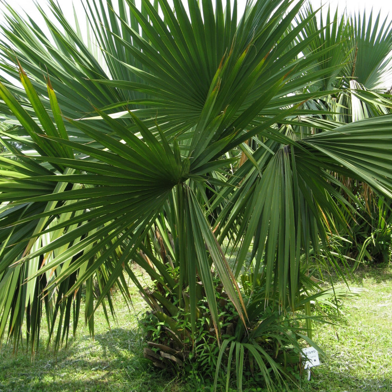 Graines de Sabal nain - Semences de Sabal minor