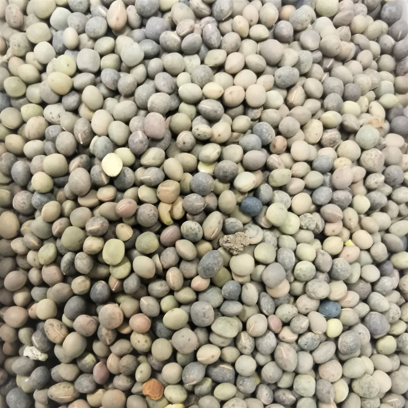 Engrais vert de Vicia sativa - Graines de Vesce commune