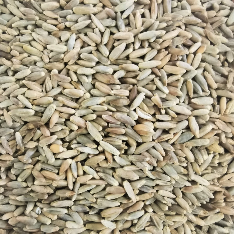 Engrais verts de seigle - Engrais vert Secale cereale