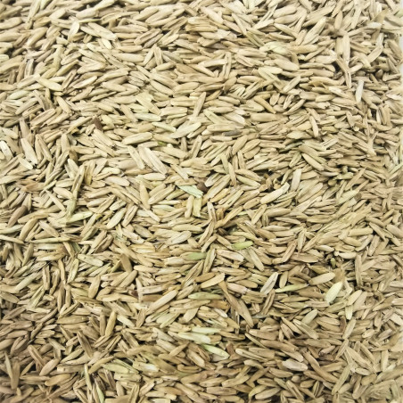 Graines de Ray-grass d'Italie - Semences de Lolium multiflorum