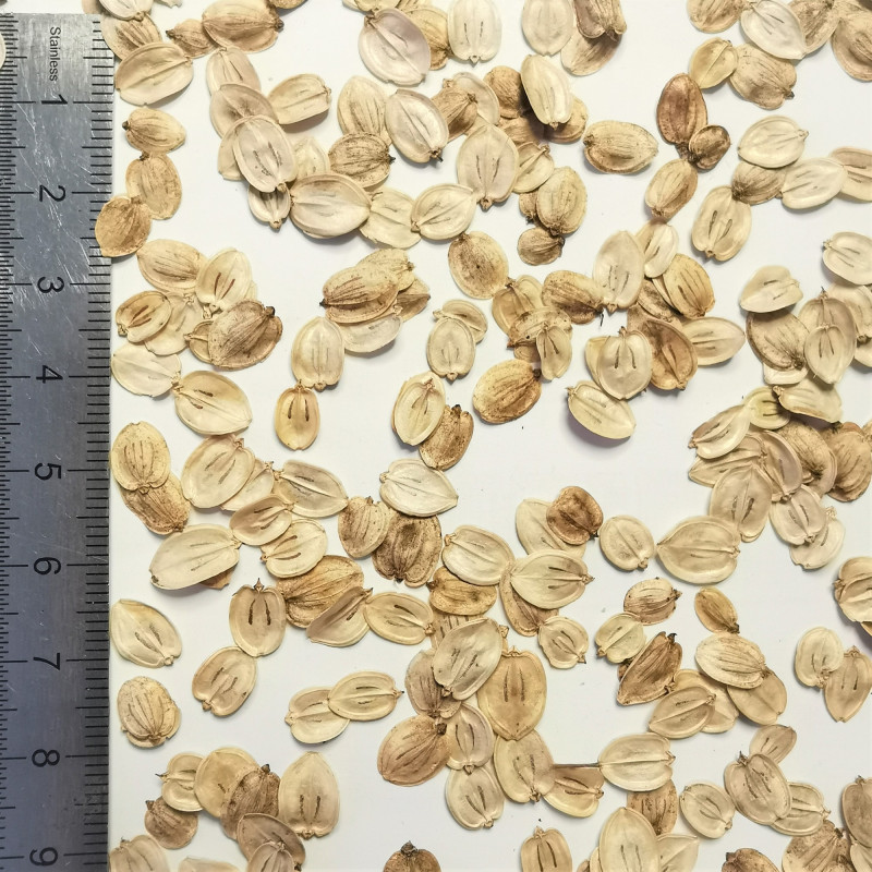 Graines de Berce commune - Semences d'Heracleum sphondylium