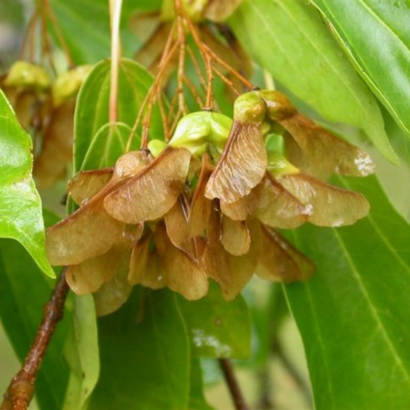 Graines d'Érable trident - Semences d'Acer buergerianum
