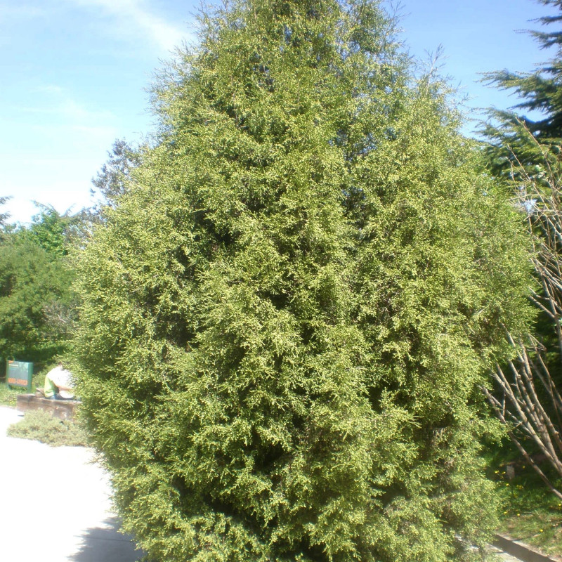 Graines de Genévrier à encens - Semences de Juniperus thurifera