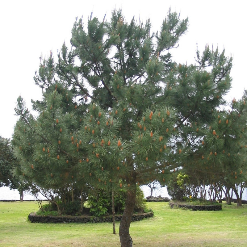 Graines de Pin des Landes - Semences de Pinus pinaster