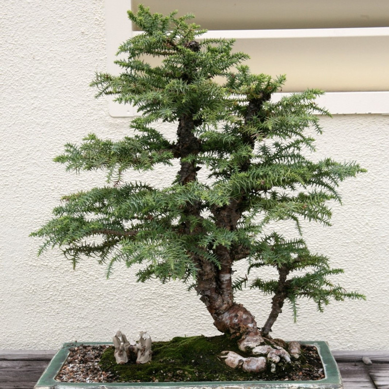 Graines de Coffin tree - Semences de Taiwania cryptomerioides