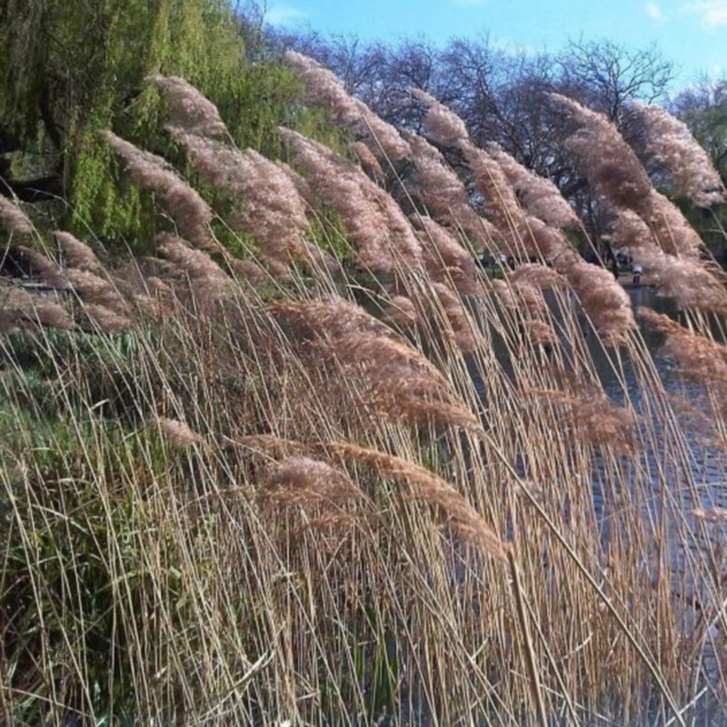 Graines de Roseau commun - Semences de Phragmites australis