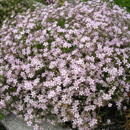 Graines de Gypsophile rose - Semences de Gypsophila repens rosea