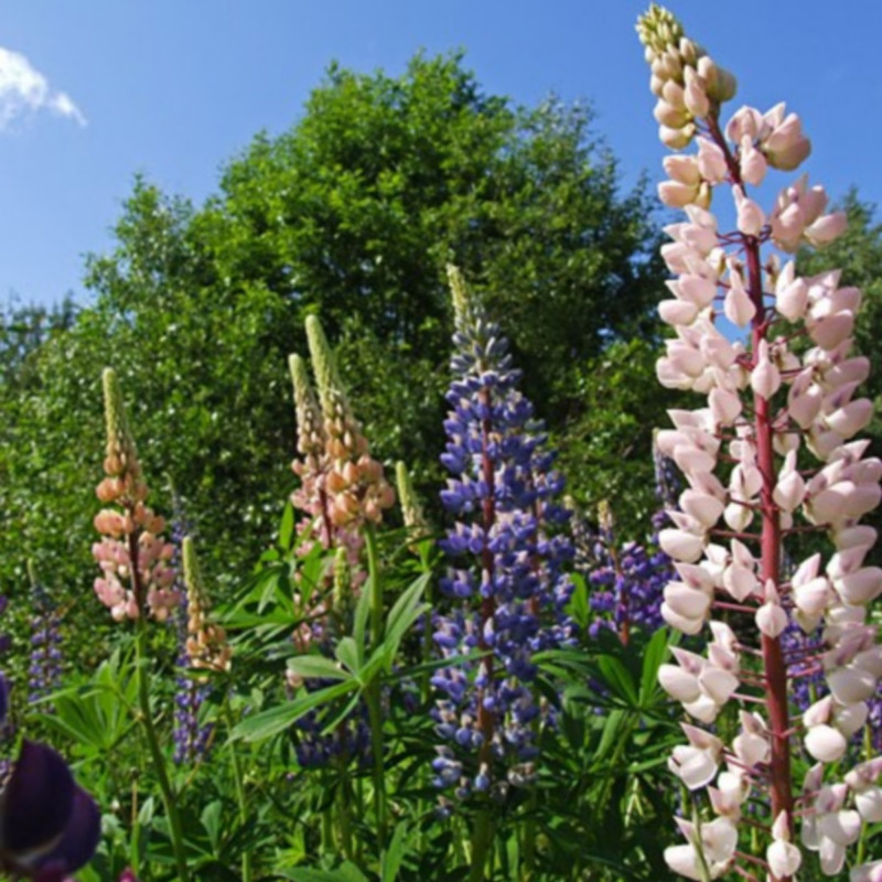 Graines de Lupin des jardins mixtes - Semences de Lupinus polyphyllus