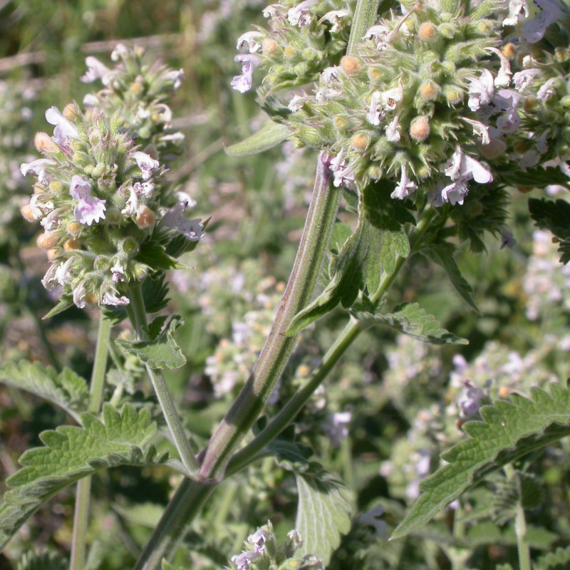 graines-d-herbe-aux-chats-cataire-semences-de-nepeta-cataria