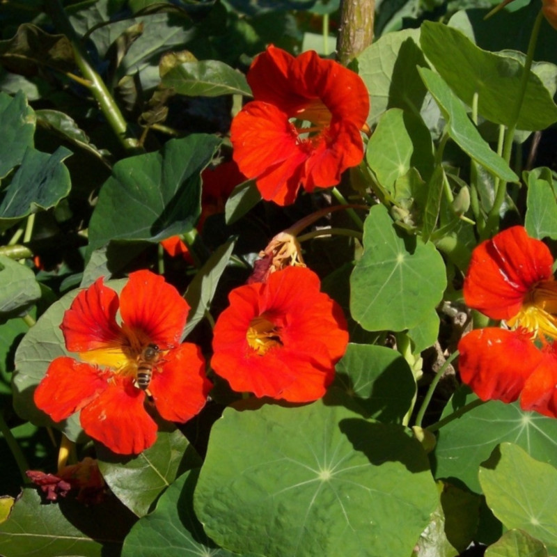 Graines de Capucines - Semences de Tropaeolum majus