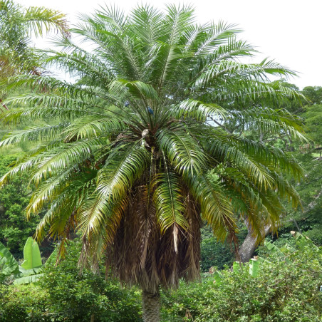 Graines de Dattier du Mékong - Semences de Phoenix roebelenii