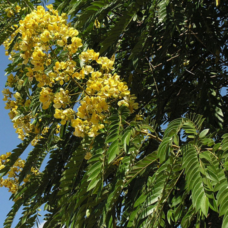 Graines de Cassia spectabilis - Semences de Cassia spectabilis