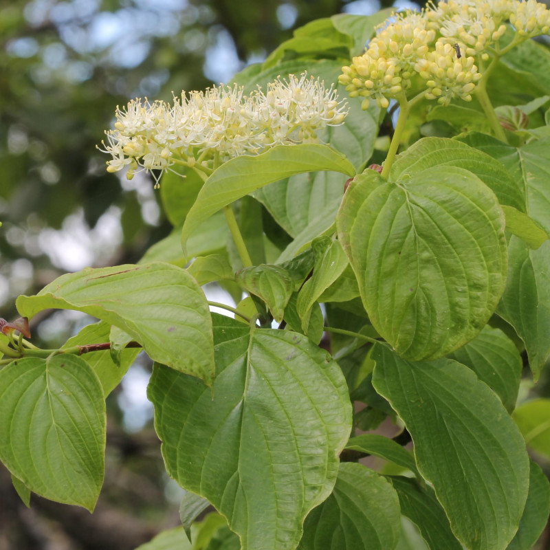 Graines de Cornus alternifolia - Semences de Cornouiller à fleurs alternes