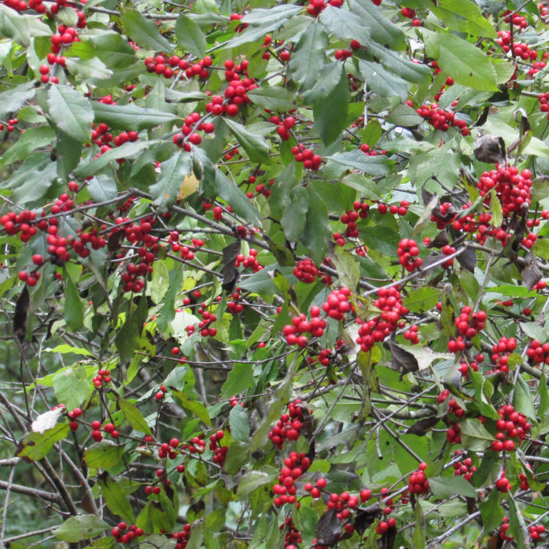 Graines de Houx verticillé - Semences d'Ilex verticillata