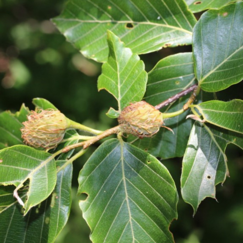 Graines de Hêtre du Japon - Semences de Fagus crenata