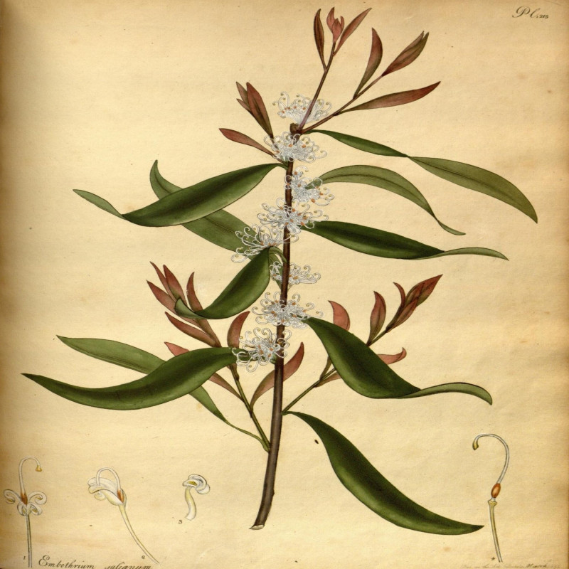 Graines de Hakea à feuilles de saule - Semences de Hakea saligna