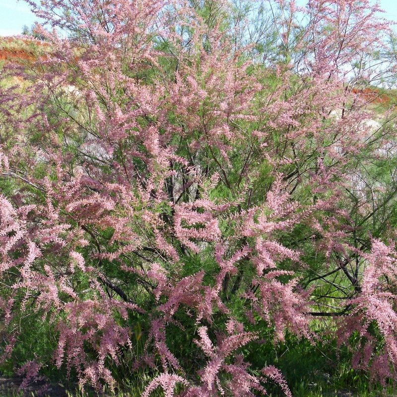 Graines de Tamaris de France - Semences de Tamarix gallica