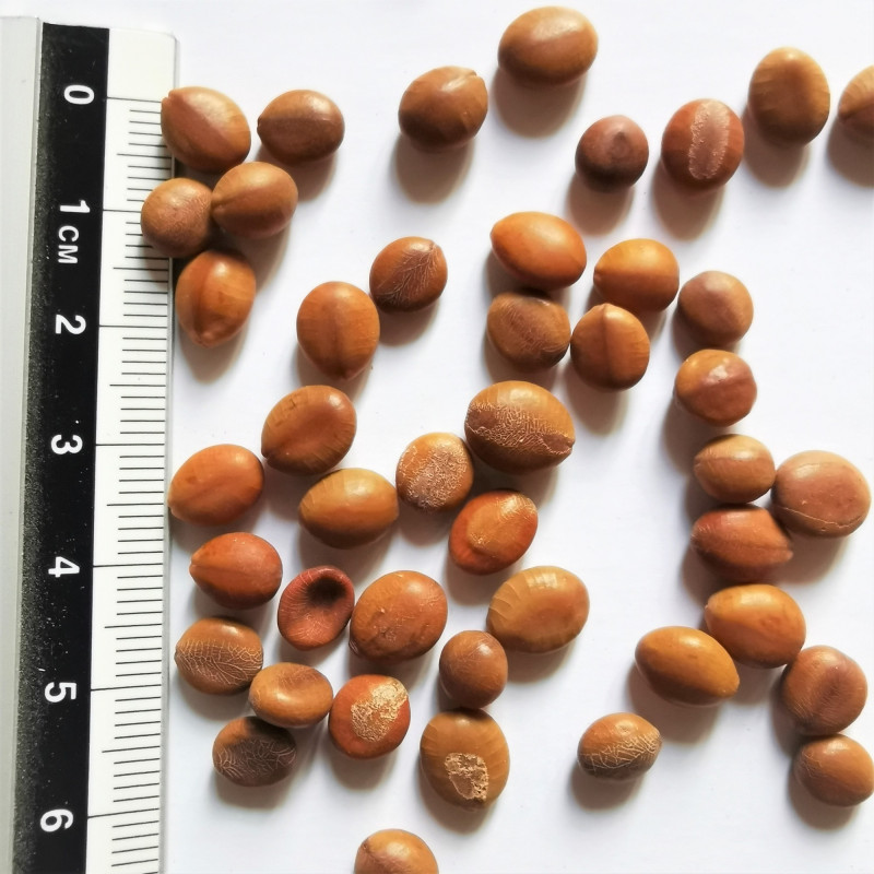 Graines de Casse / Douche de Java - Semences de Cassia javanica