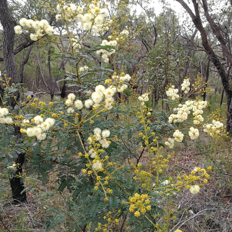 Graines d'Acacia terminalis - Semences d'Acacia terminalis