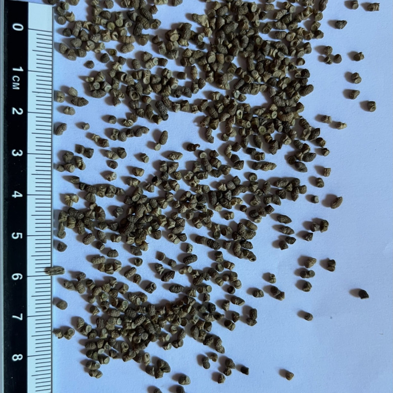 Graines de Grande Mauve - Semences de Malva sylvestris