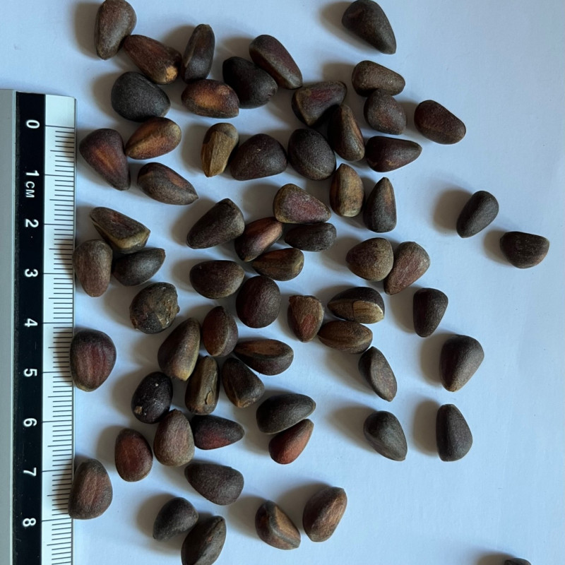 Graines de Pin cembro - Semences de Pinus cembra