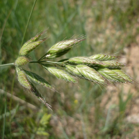 Graines de Brome mou - Semences de Bromus hordeaceus