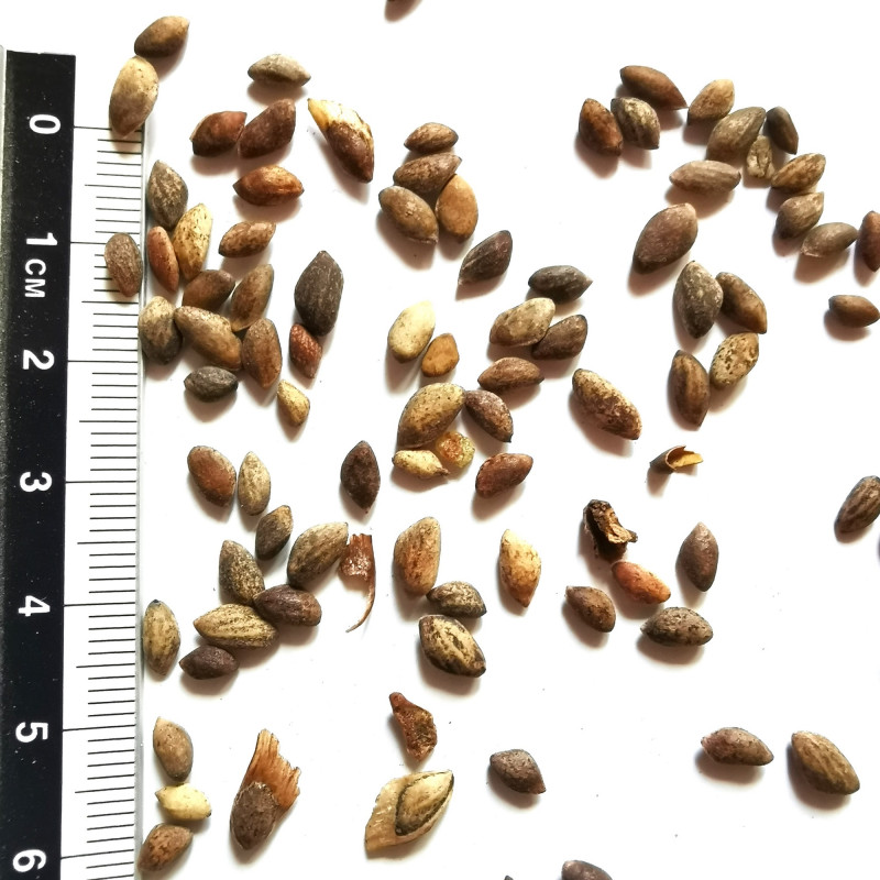 Graines de Pin noir du Japon - Semences de Pinus thunbergii