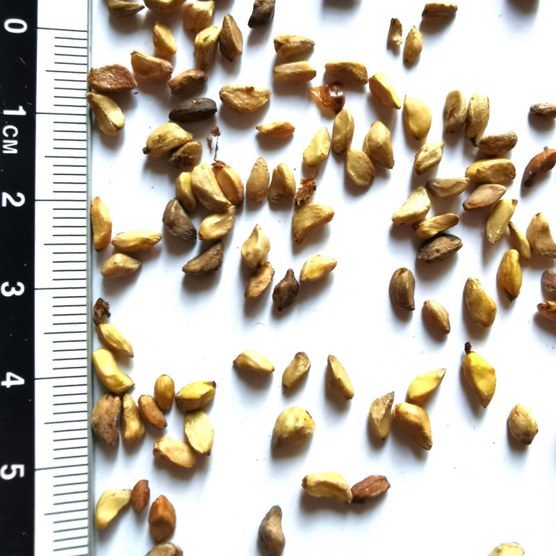 Graines de Rosa laxa - Semences de Rosa laxa