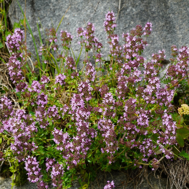 Graines de Thym commun - Semences de Thymus vulgaris