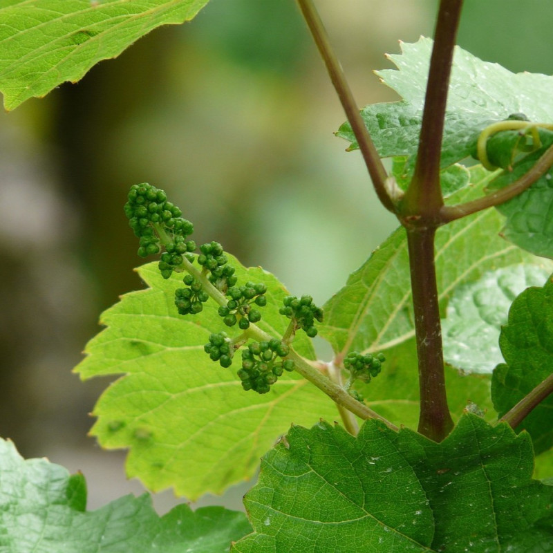 Graines de Vitis vinifera - Semences de vigne commune