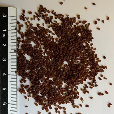 Graines Ribes cereum - Cire groseillier - Gadelier sauvage - Ribes