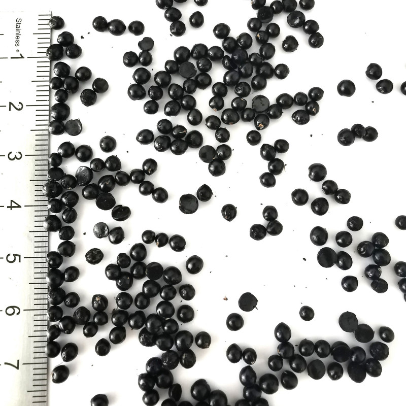 Graines de Poivre de Timut - Semences de Zanthoxylum armatum