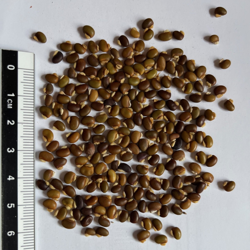 Graines de Pois de fleur d'eau - Semences de Podalyria calyptrata