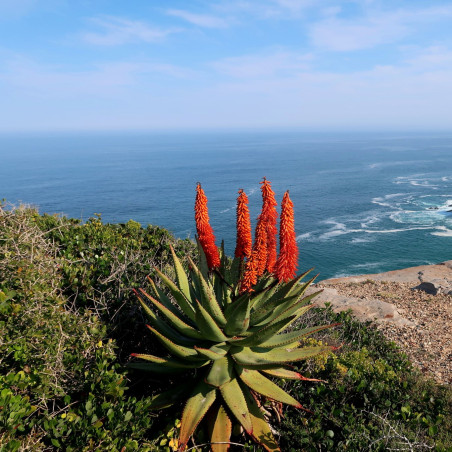 Graines d'Aloès du Cap - Semences d'Aloe ferox