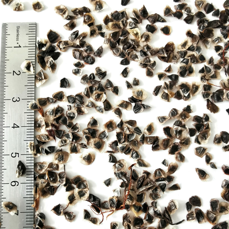 Graines d'Aloès du Cap - Semences d'Aloe ferox